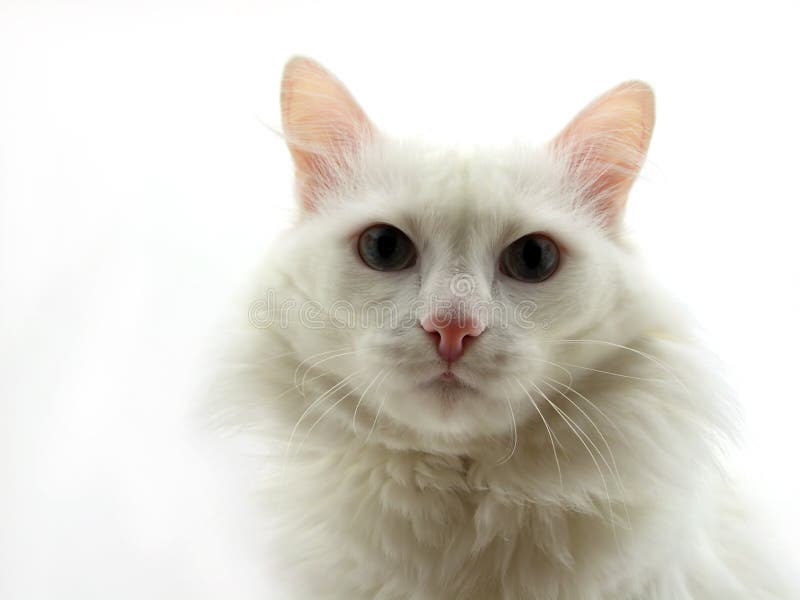 The biped cat stock photo. Image of animal, background - 11823778