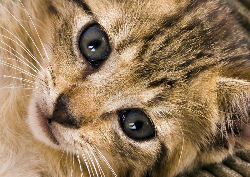 Cats face stock image. Image of macro, mammal, feline - 4315737