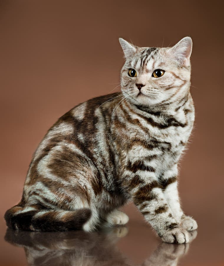 Grey Cat and Pink Flowers stock photo. Image of british - 10872558