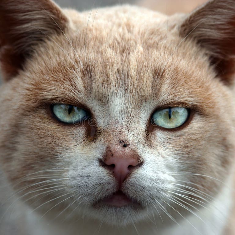 1,438 Young Common Cat Stock Photos - Free & Royalty-Free Stock Photos ...