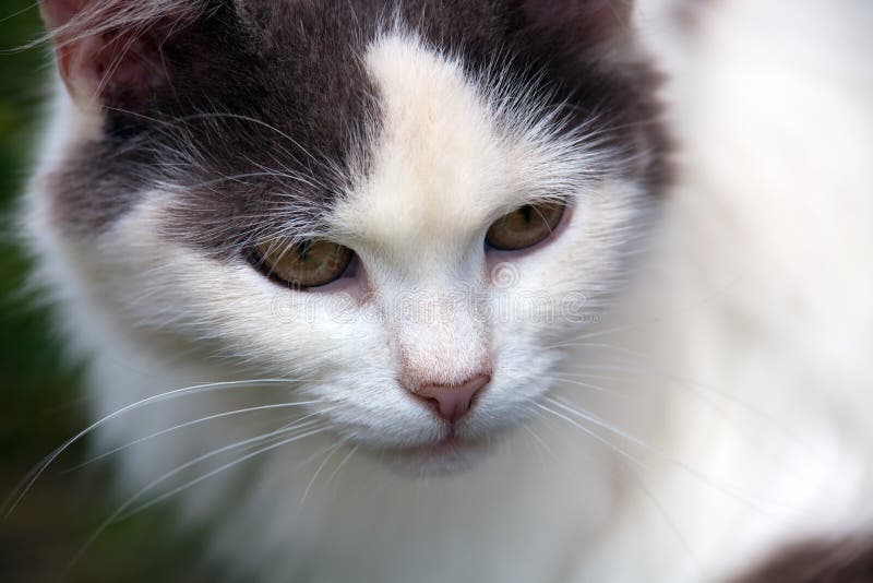 Cat stock photo. Image of watchful, kitten, close, animal - 20784106