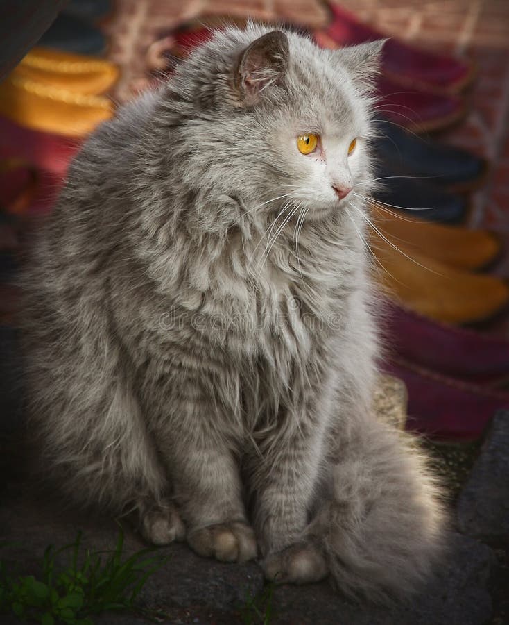 Lonely Homeless Miserable Grey Fluffy Dirty Cat is Sitting on the ...