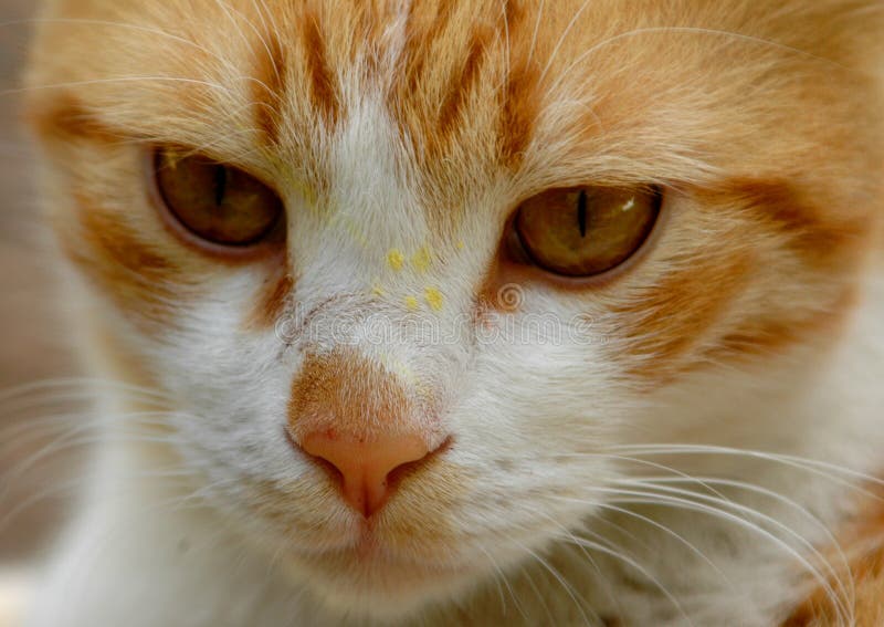 Angry Persian Cat stock image. Image of puff, angry, animal - 312571