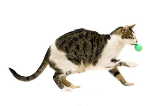 Cat stock photo. Image of mammal, longshot, kitty, bite - 2187936