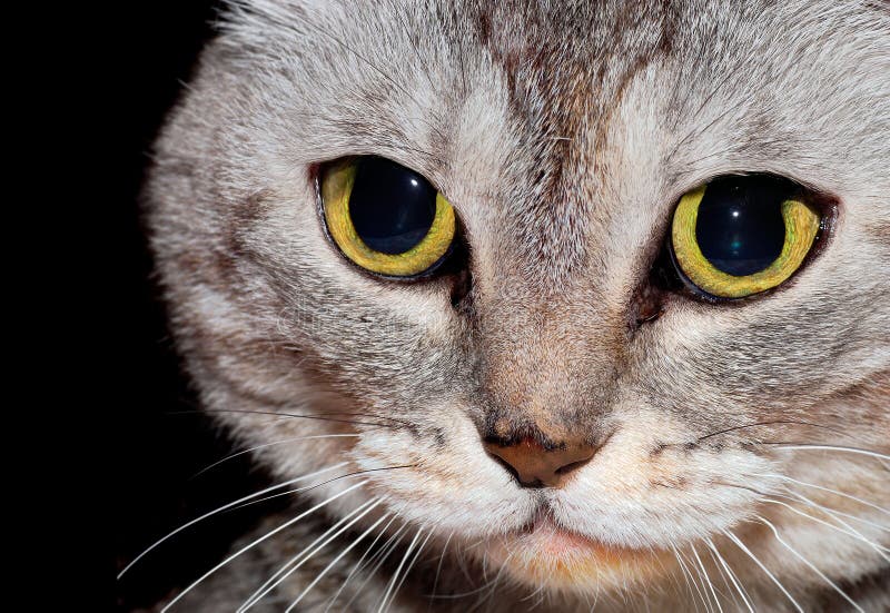 417 Cat Iris Texture Stock Photos - Free & Royalty-Free Stock Photos ...