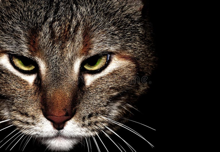 150 Cat Animal Iris Texture Stock Photos - Free & Royalty-Free Stock ...