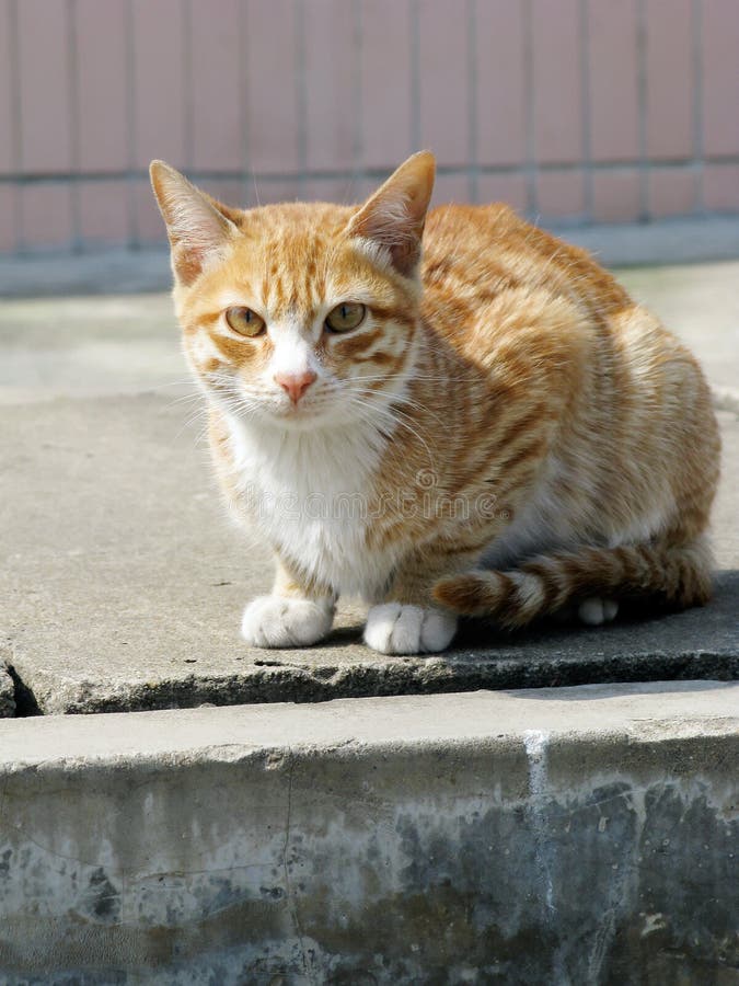 2,811 Crouching Cat Stock Photos - Free & Royalty-Free Stock Photos ...