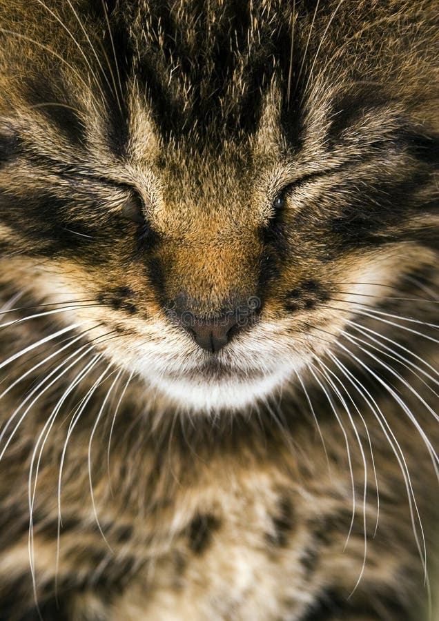 Cat in the basket stock photo. Image of eyes, beautiful - 2005972