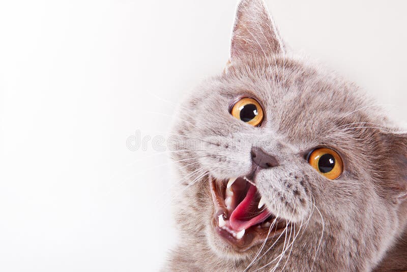 Cat stock photo. Image of indignation, evil, teeth, yelling - 24905800