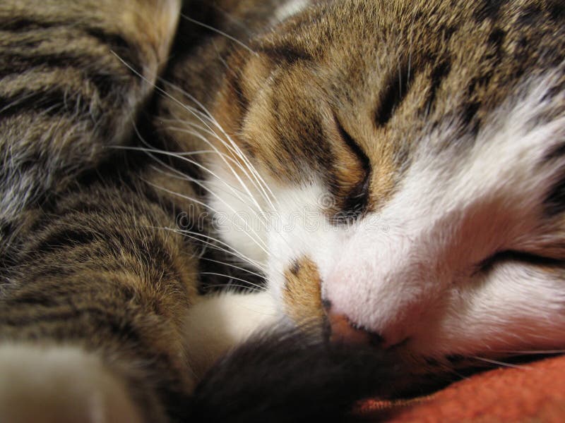 Sleeping cat stock image. Image of sleep, brown, dismay - 843287