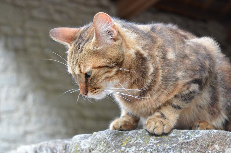 Cat stock photo. Image of mammal, brown, tomcat, company - 25516604