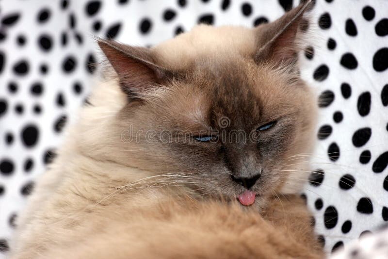 Cat stock photo. Image of nosy, spotty, cute, kitty, pets - 25941788