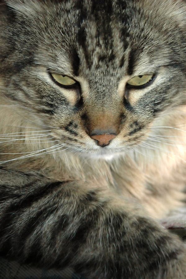 7,258 Intense Cat Stock Photos - Free & Royalty-Free Stock Photos from ...