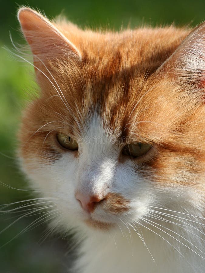 23+ Mewing cat Free Stock Photos - StockFreeImages