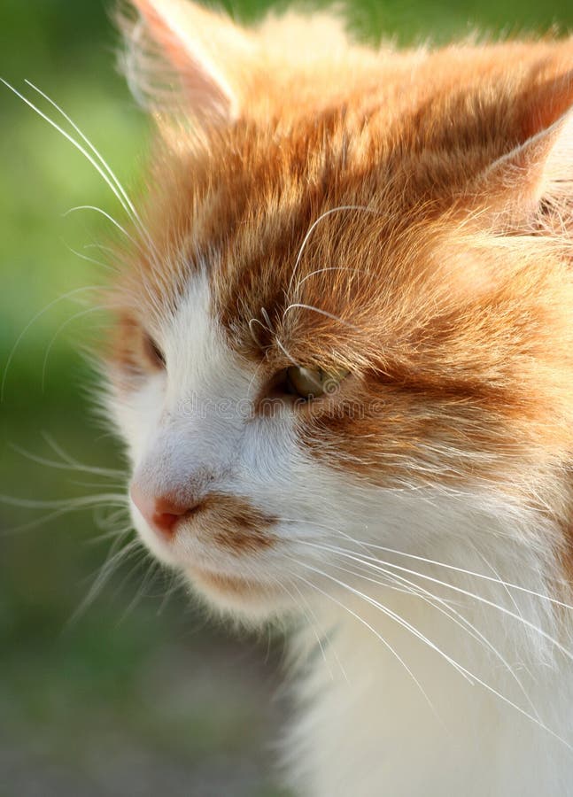 Cat Free Stock Photos & Pictures, Cat Royalty-Free and Public Domain ...