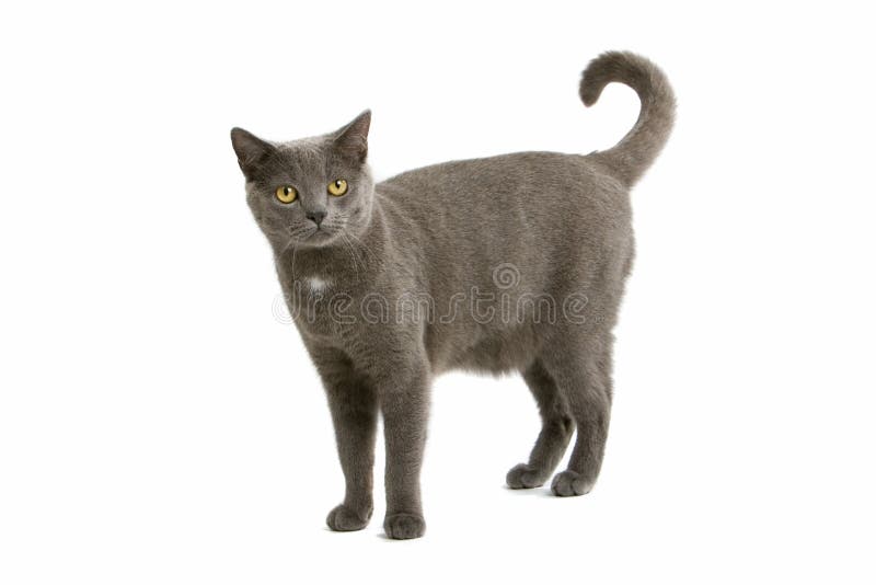 Bunny rabbit stock photo. Image of baby, animal, sitting - 2349932