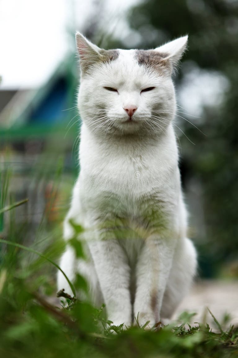 52,060 Calm Cat Stock Photos - Free & Royalty-Free Stock Photos from ...
