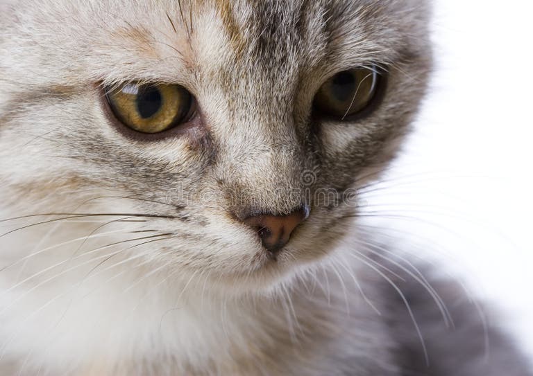 1,937 Often Cat Togerther Stock Photos - Free & Royalty-Free Stock ...