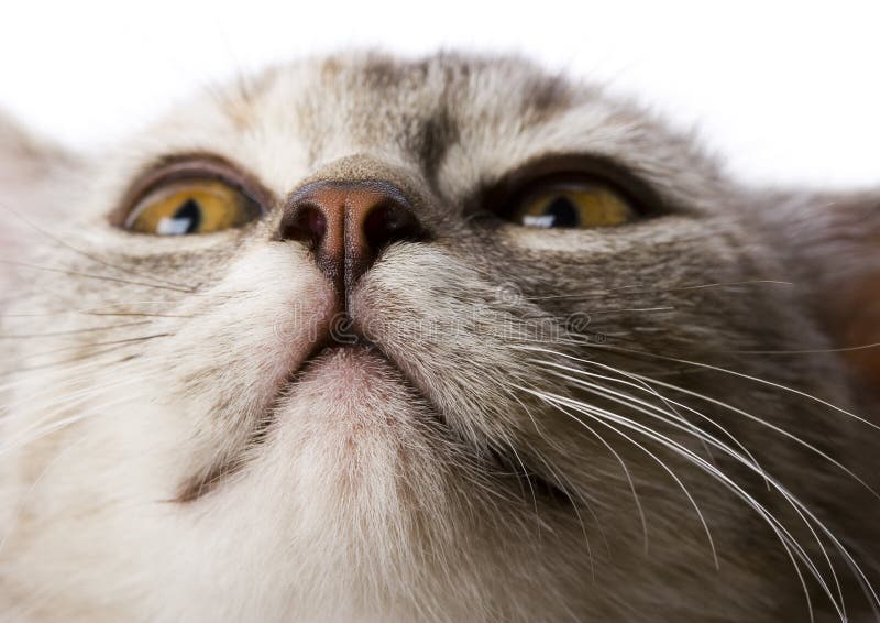 Cats Nose Macro stock image. Image of brown, kitten, face - 26982649