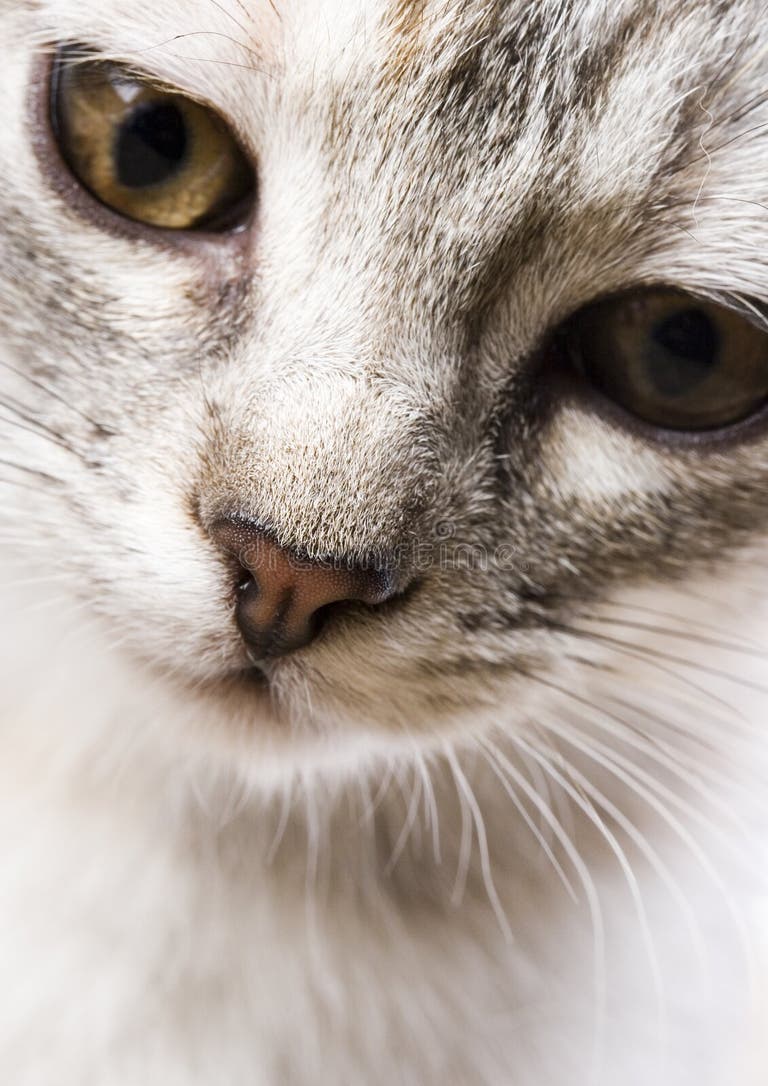 1,937 Often Cat Togerther Stock Photos - Free & Royalty-Free Stock ...