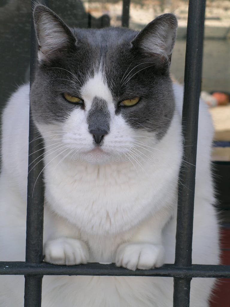 466 Cat Jail Stock Photos - Free & Royalty-Free Stock Photos from ...
