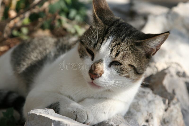 Cat Free Stock Photos & Pictures, Cat Royalty-Free and Public Domain ...