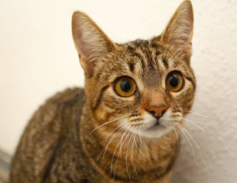 Cat stock image. Image of chuffed, cats, curious, kitten - 3400205