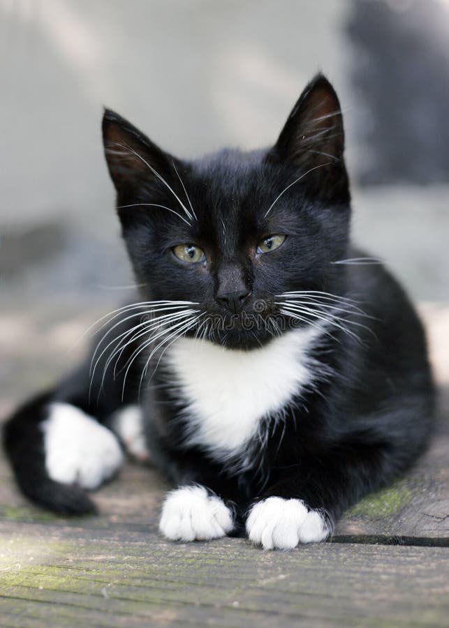 A cat stock image. Image of chuffed, kitten, pets, slip - 3401075