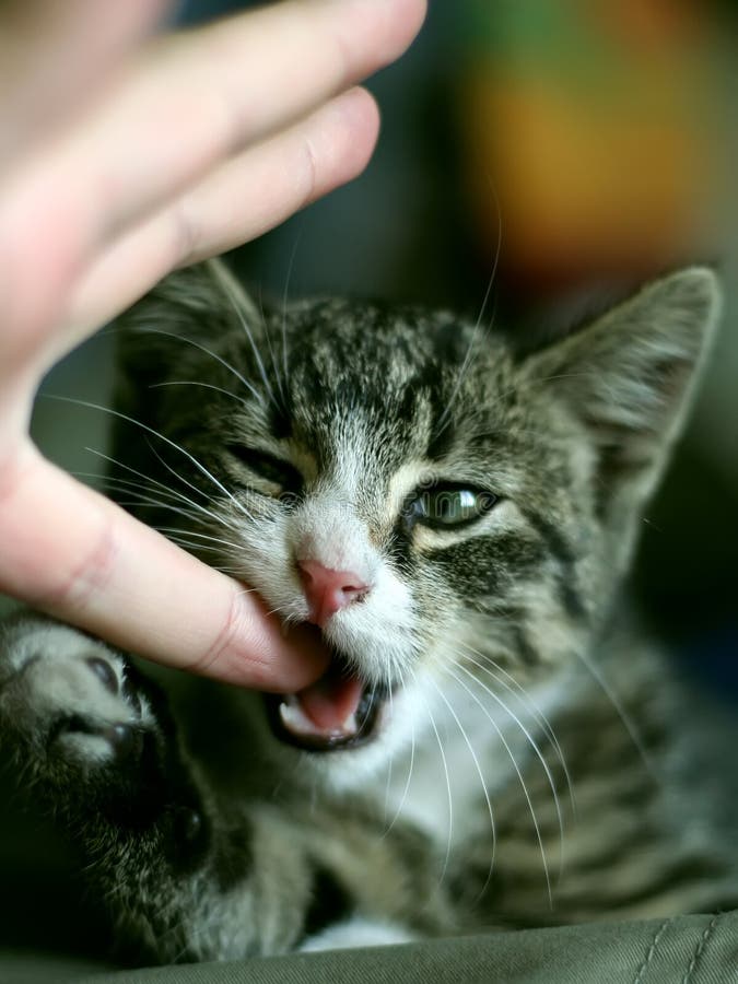 153 Cat Biting Finger Stock Photos - Free & Royalty-Free Stock Photos ...