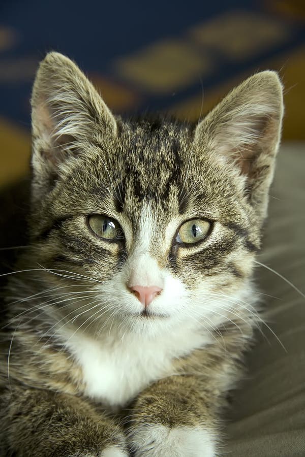 Cat stock photo. Image of kitty, frisky, lovely, pose - 3401550