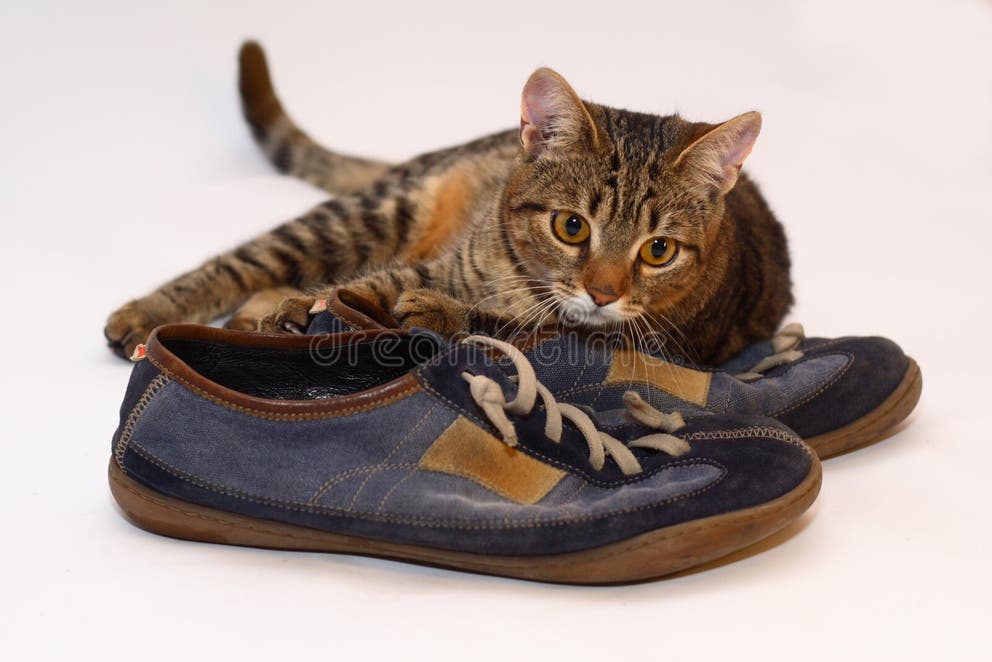 A cat stock photo. Image of feline, beautiful, cute, sporting - 3600898