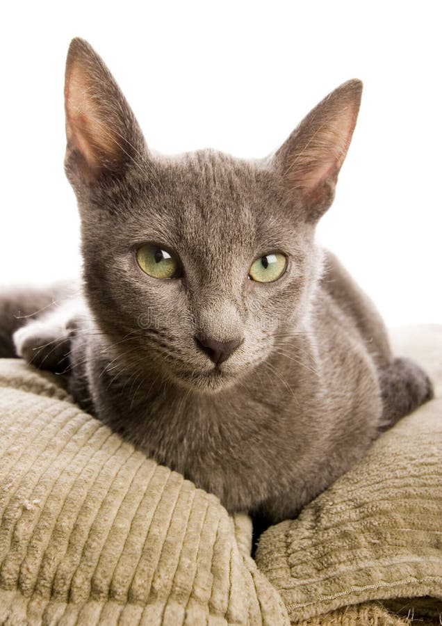 Blue Russian Shorthair cat stock image. Image of kittens - 3602695