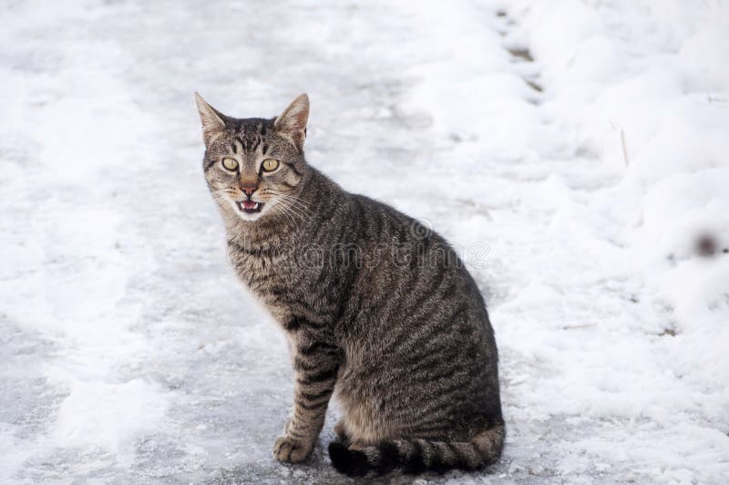Cat meowing stock photo. Image of beautiful, adult, purebred - 33409318