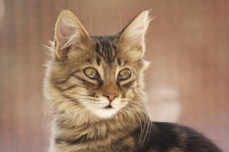 Cat Free Stock Photos & Pictures, Cat Royalty-Free and Public Domain ...