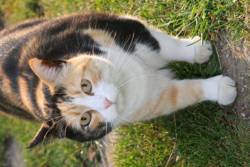 Pregnant cat stock image. Image of motherhood, sprawl - 13135953