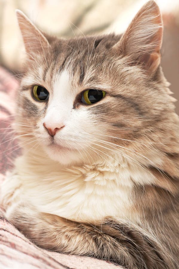 The Cat Picture. Image: 4039737