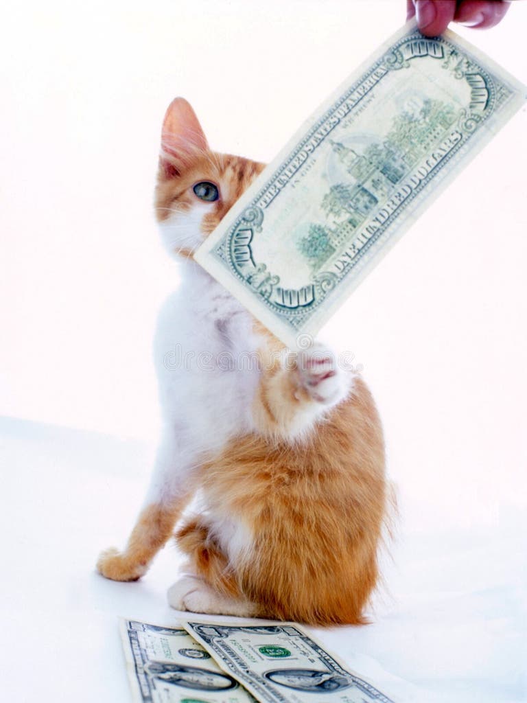 285 Cat Dollar Bill Stock Photos - Free & Royalty-Free Stock Photos ...