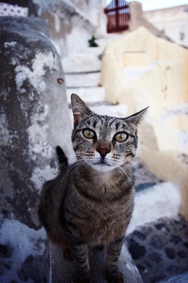 Greek cats stock photo. Image of greece, pets, athens, food - 489740