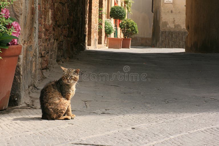 3,007 Italian For Cat Stock Photos - Free & Royalty-Free Stock Photos ...