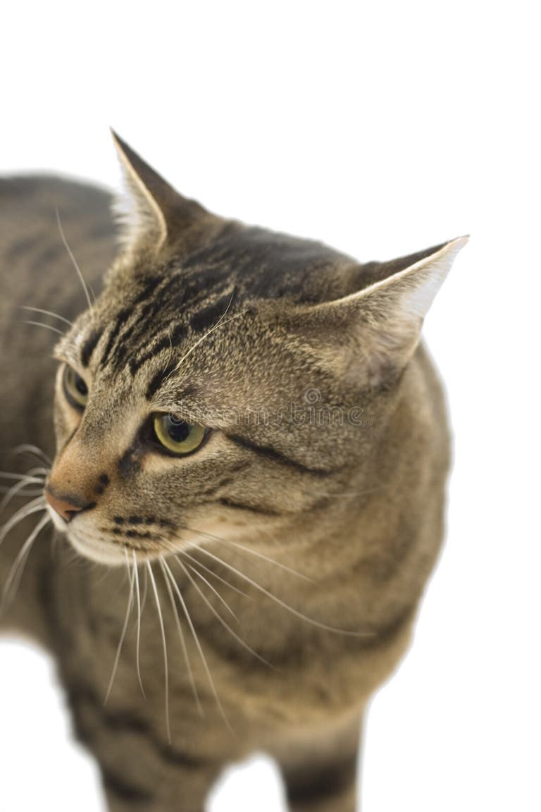 2,509 Cat Wonder Stock Photos - Free & Royalty-Free Stock Photos from ...