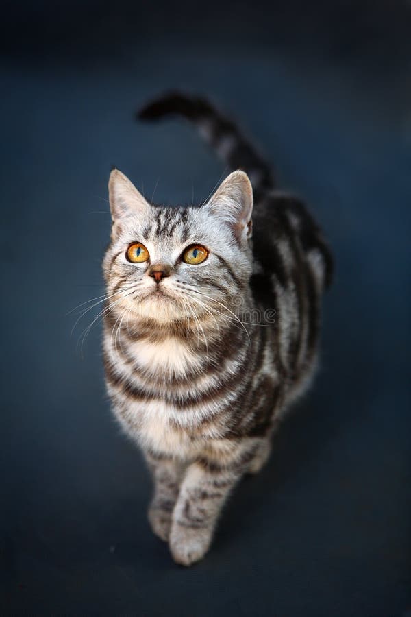 Cat stock photo. Image of cute, kitten, household, focus - 4457072