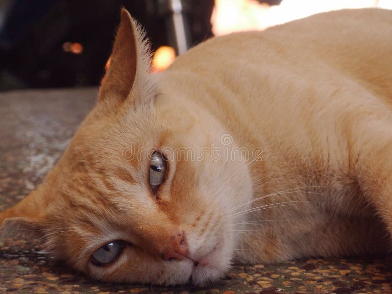 Cat stock photo. Image of mammal, animal, direct, contact - 45587960