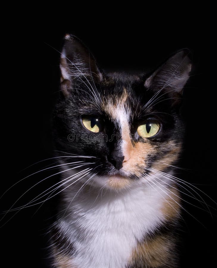 Cat Free Stock Photos & Pictures, Cat Royalty-Free and Public Domain ...