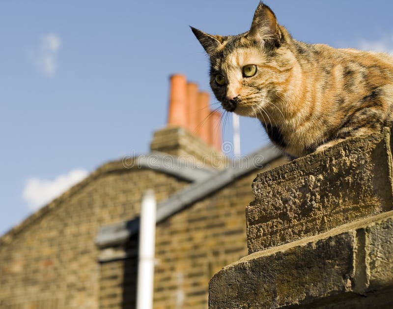 Cat Free Stock Photos & Pictures, Cat Royalty-Free and Public Domain ...