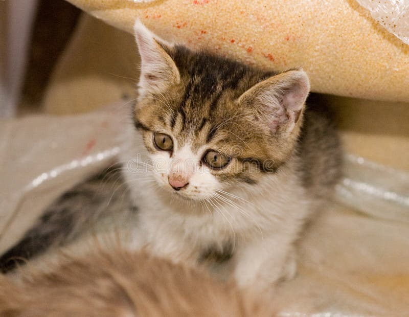 Cat Farm Beijing Stock Photos - Free & Royalty-Free Stock Photos from ...