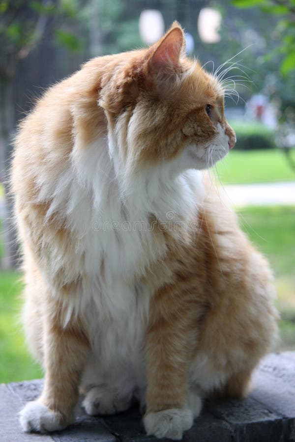 Cat Free Stock Photos & Pictures, Cat Royalty-Free and Public Domain ...