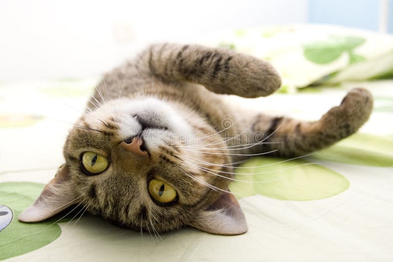 Fluffy cat roll over stock image. Image of domestic, roll - 16573309