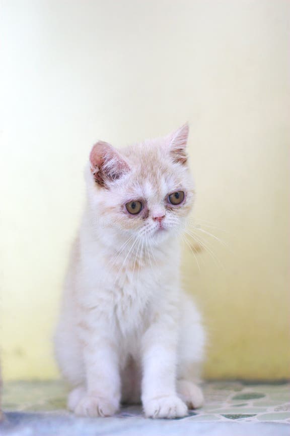 Cat stock photo. Image of pussycat, pets, mammals, catamount - 6192842