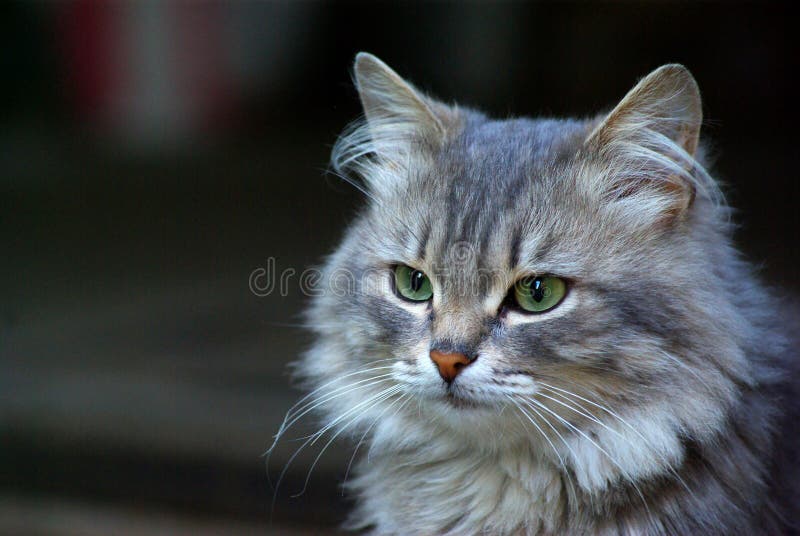Cat Free Stock Photos & Pictures, Cat Royalty-Free and Public Domain ...
