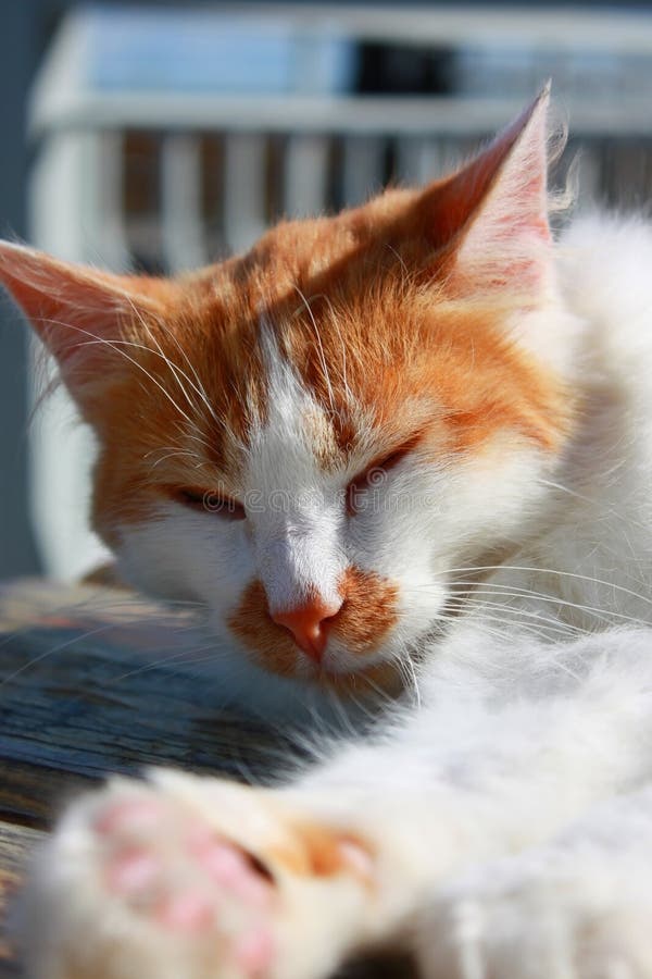 Orange/White Cat Portrait stock photo. Image of mammal - 3135340